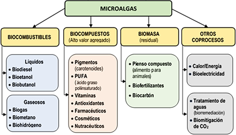 Ciclo Simple De Biomasa PDF) Biomasa