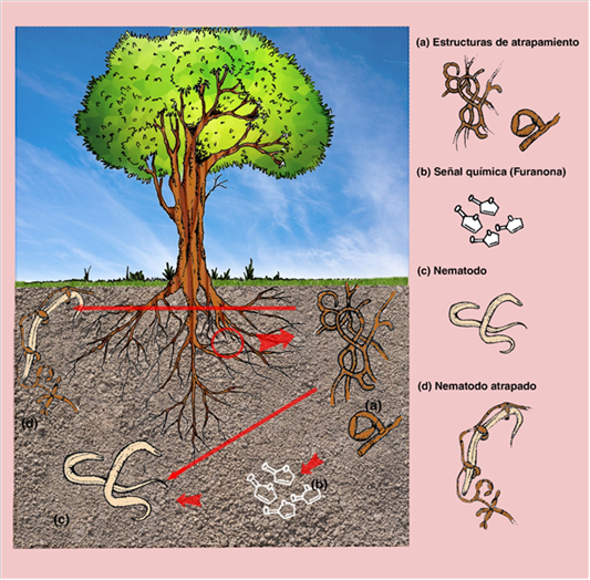 Interacciones ecológicas de los hongos nematófagos y su potencial uso en cultivos tropicales