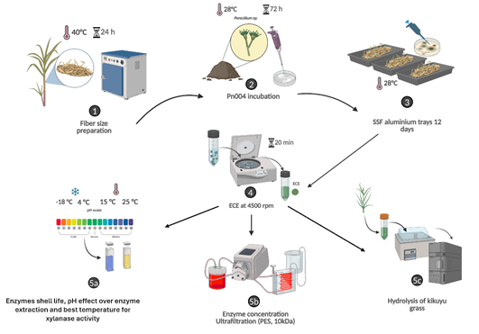 Xylanase Enzyme
