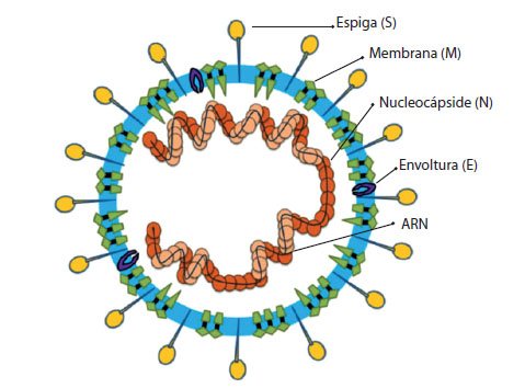 Un nuevo coronavirus, una nueva enfermedad: COVID-19