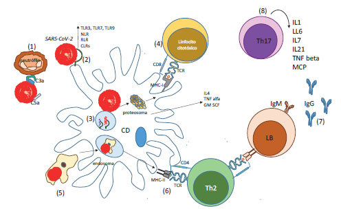 SARS-CoV-2 y sistema inmune: una batalla de titanes