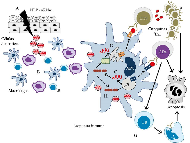 COVID-19: respuesta inmune y perspectivas terapéuticas