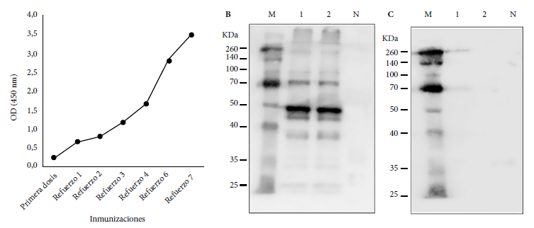 Neutralización del virus SARS-CoV-2 (linaje B.1.1) por suero hiperinmune de llama (Lama glama ...