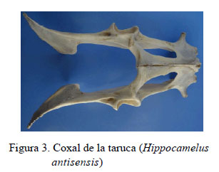Descripción osteológica de la taruca (Hippocamelus antisensis, d’Orbigny, 1834): I. Esqueleto ...