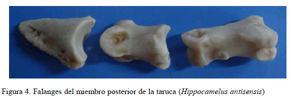 Descripción osteológica de la taruca (Hippocamelus antisensis, d’Orbigny, 1834): I. Esqueleto ...