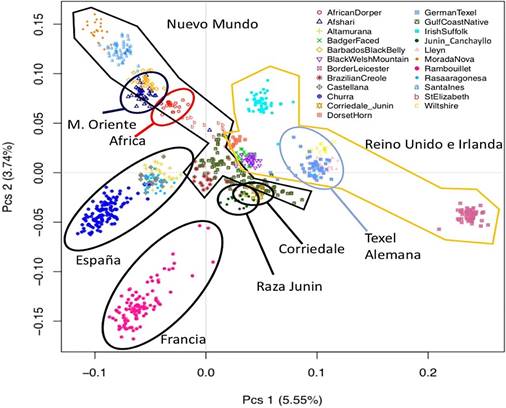 Diversidad genética y estructura poblacional del ovino Junín mediante el uso de microarreglos de ...