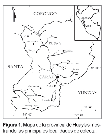 La familia Brassicaceae en la provincia de Huaylas, Áncash