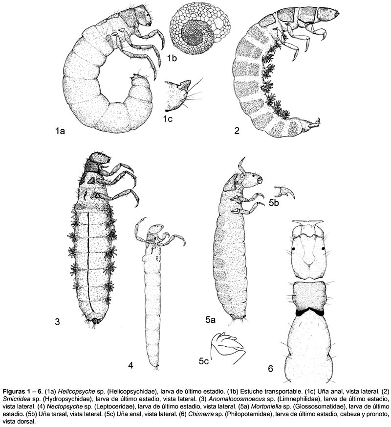 Clave de géneros de larvas de Trichoptera (Insecta) de la Vertiente Occidental de los Andes ...